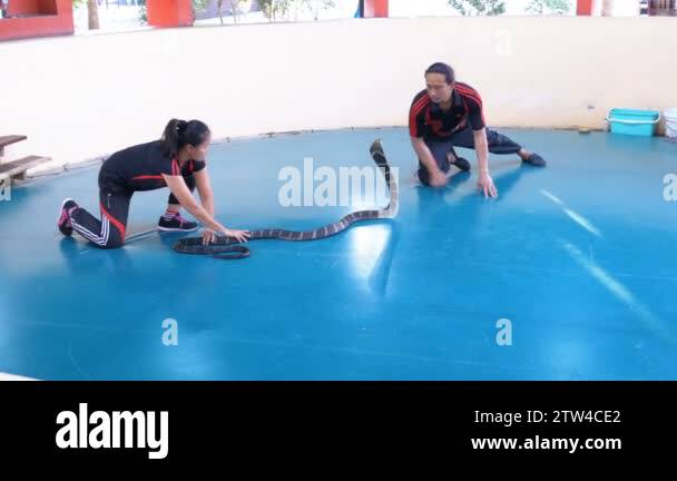 Snake Show. Snake Handler shows tricks with poisonous snakes. Thailand ...