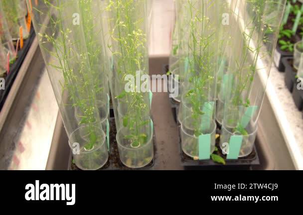 Thale cress and mouse-ear cress or Arabidopsis thaliana is an important ...