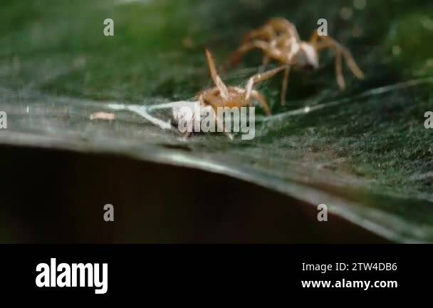 Two spiders Stock Videos & Footage - HD and 4K Video Clips - Alamy