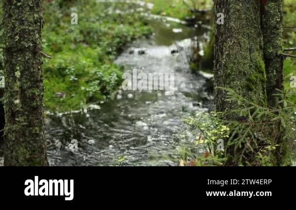 Sound trees Stock Videos & Footage - HD and 4K Video Clips - Alamy
