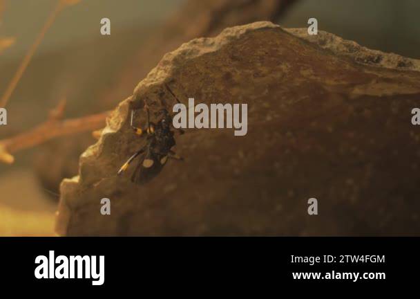 On underside Stock Videos & Footage - HD and 4K Video Clips - Alamy