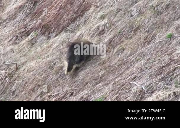 Porcupine defense Stock Videos & Footage - HD and 4K Video Clips - Alamy