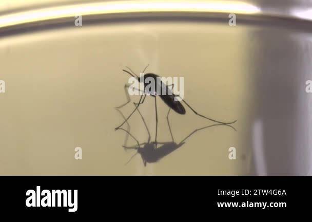 Reflective insect Stock Videos & Footage - HD and 4K Video Clips - Alamy