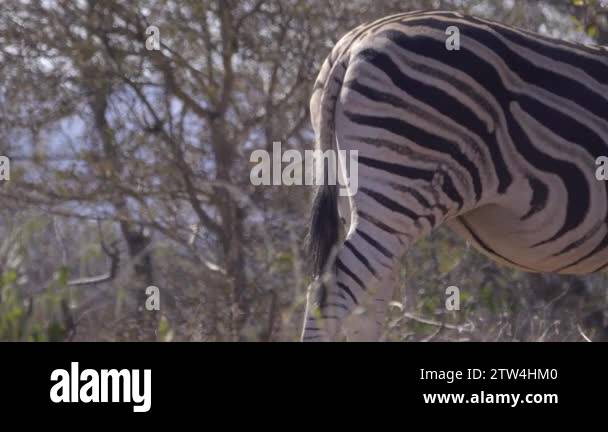 Zebra rear view Stock Videos & Footage - HD and 4K Video Clips - Alamy