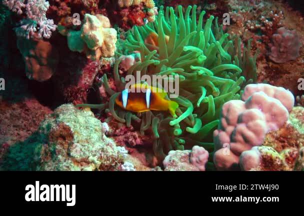 Fish of the Red Sea. Red Sea Anemonefish (Amphiprion bicinctus). A ...