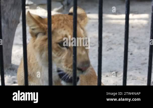 Liger Stock Videos & Footage - HD and 4K Video Clips - Alamy
