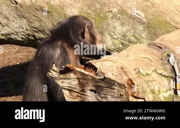 Chimpanzee (Pan troglodytes), also known as the common or robust ...