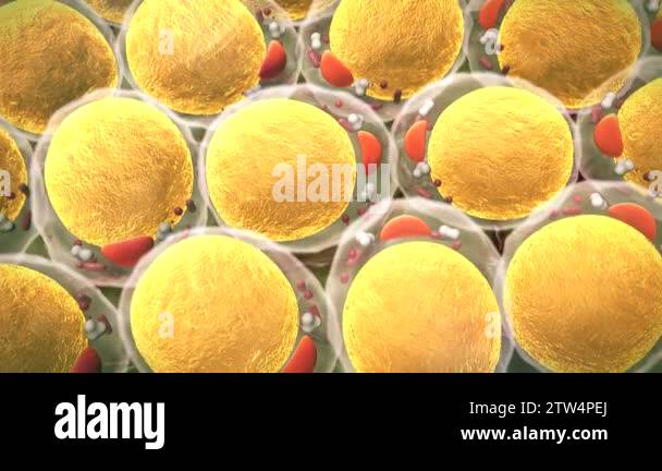 fat cell and Macrophage, field of fat cells, High quality 3d render of ...