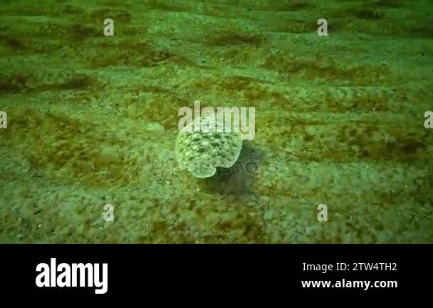 Fish of the Black Sea. Flat fish Sand sole (Pegusa lascaris), similar ...