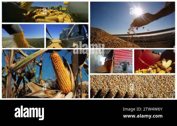 Corn Growing And Harvesting Multi-screen. Agriculture - food production ...