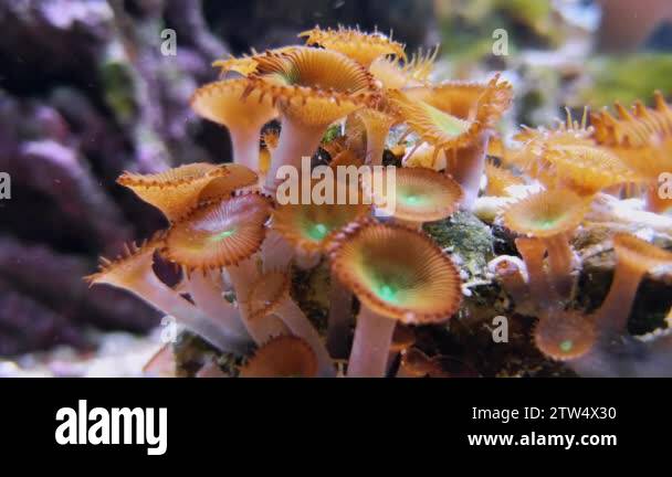Sea mat seaweed Stock Videos & Footage - HD and 4K Video Clips - Alamy