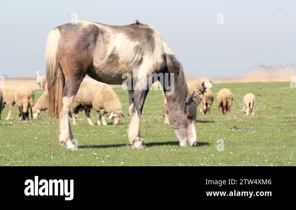 Farm sheep horse Stock Videos & Footage - HD and 4K Video Clips - Alamy