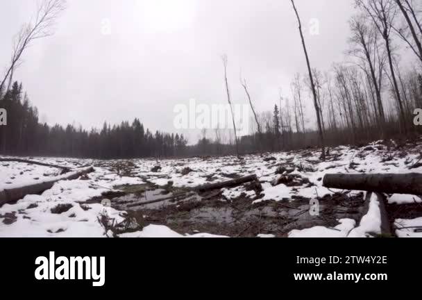 Mass deforestation. Ecological disaster. Large spaces changed by human ...