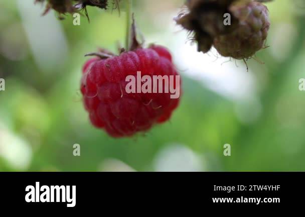 Raspberries close Stock Videos & Footage - HD and 4K Video Clips - Alamy