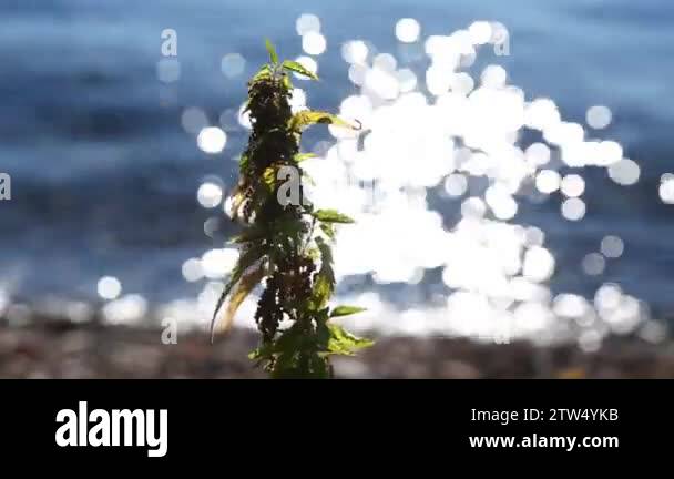 Water nettle Stock Videos & Footage - HD and 4K Video Clips - Alamy