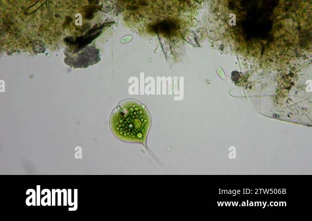 Water under microscope Stock Videos & Footage - HD and 4K Video Clips ...