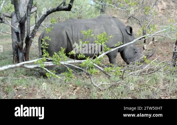 Rhino conservation in kruger national park Stock Videos & Footage - HD ...