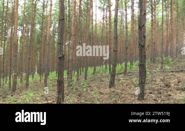 Forest monoculture of pine Pinus sylvestris forest bark in the national ...
