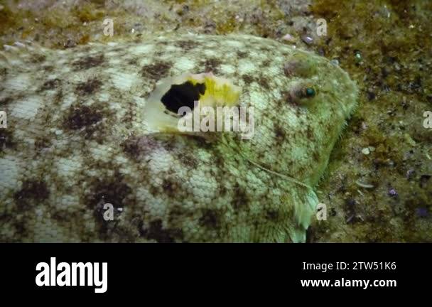 Fish of the Black Sea. Flat fish Sand sole (Pegusa lascaris), similar ...