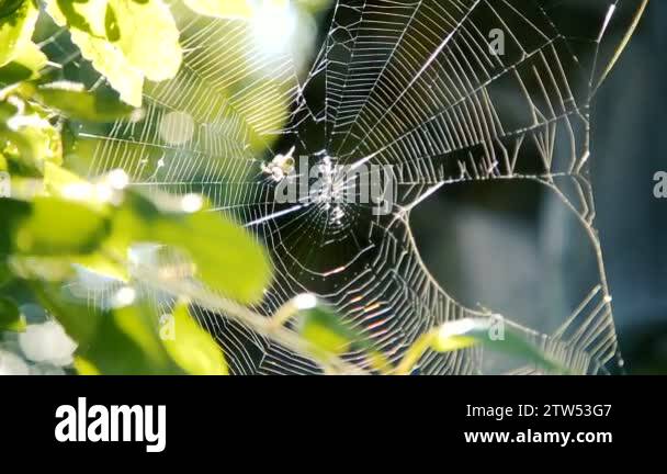 Spider working on his web Stock Videos & Footage - HD and 4K Video ...