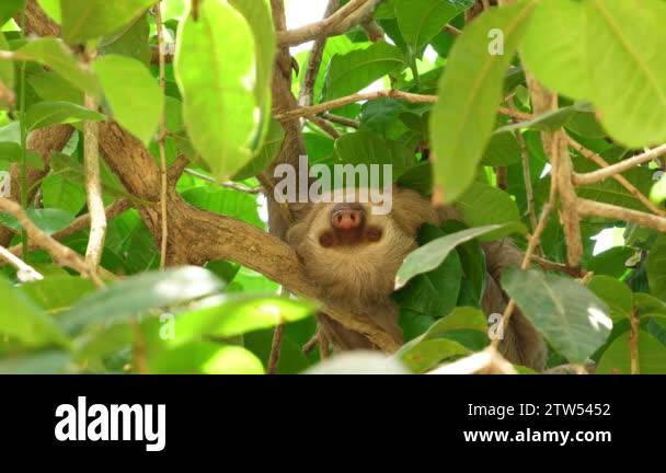 Three-toed sloth sleeping on a branch in the rainforest. Sloths are ...