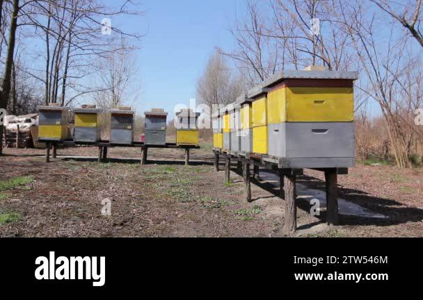 Row of beehives on wooden pillars lifted up, apiary, Bee farmWooden ...