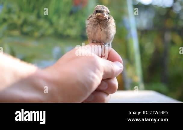 Young bird on human hand Stock Videos & Footage - HD and 4K Video Clips ...