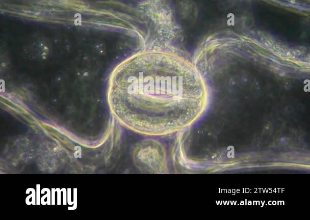 Live plant cells, stoma and chloroplasts under microscope Stock Video ...