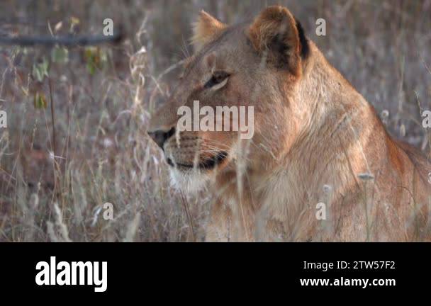 Focused lion Stock Videos & Footage - HD and 4K Video Clips - Alamy