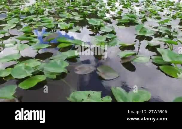 swamp grass of Everglades National Park, Big Cypress National Preserve ...