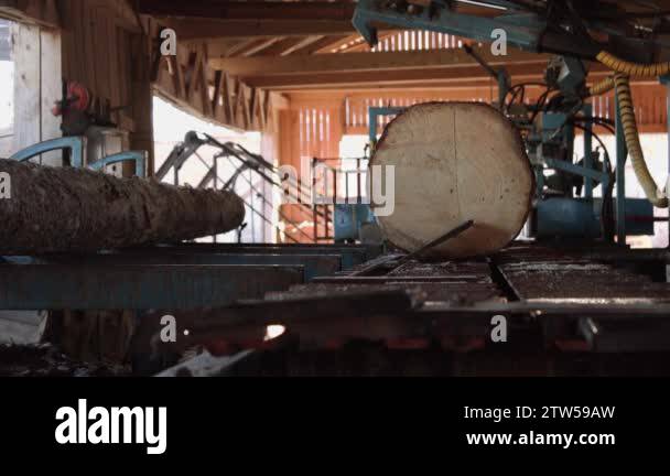 Tree plank Stock Videos & Footage - HD and 4K Video Clips - Alamy