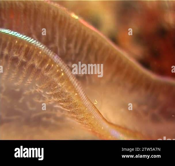 Ctenophores, Predatory comb jelly (Beroe ovata). Fauna of the Black Sea ...