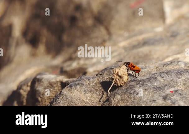 Nymph of Firebug bears dry flower. Firebug, Pyrrhocoris apterus, is ...