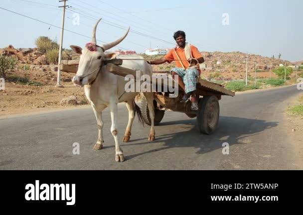 Man riding ox cart Stock Videos & Footage - HD and 4K Video Clips - Alamy