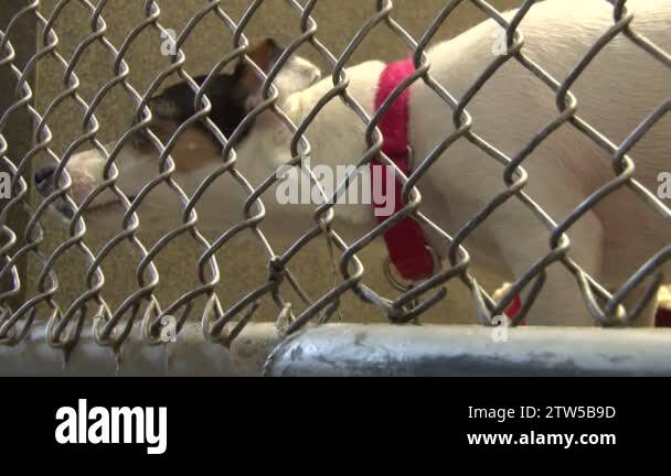 Crouching animal Stock Videos & Footage - HD and 4K Video Clips - Alamy