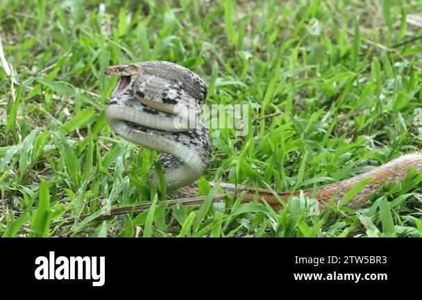 Snake bite Stock Videos & Footage - HD and 4K Video Clips - Alamy