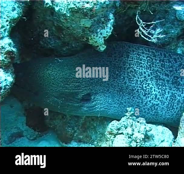 Giant Morey eel (Gymnothorax javanicus) is very common for Red sea. Red ...