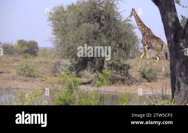 Giraffe behind tree Stock Videos & Footage - HD and 4K Video Clips - Alamy
