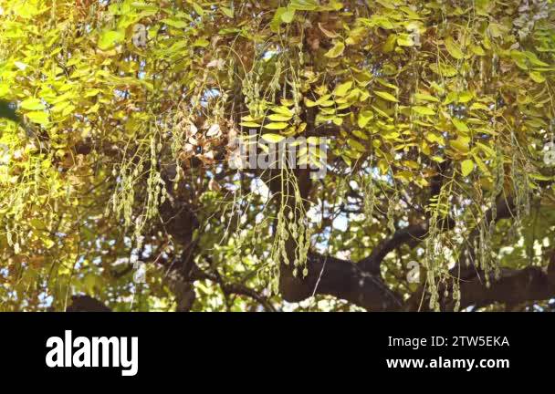 Styphnolobium japonicum Schott, Japanese pagoda tree (Chinese scholar ...