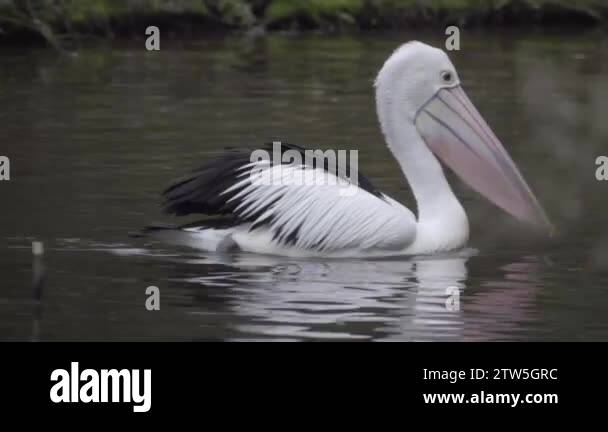 Australian swamp bird Stock Videos & Footage - HD and 4K Video Clips ...