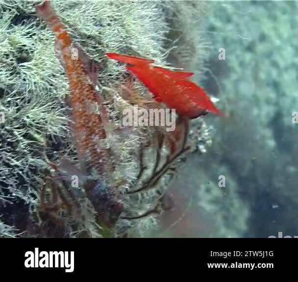 The most beautiful fish of the Black Sea. Triplefin blenny ...