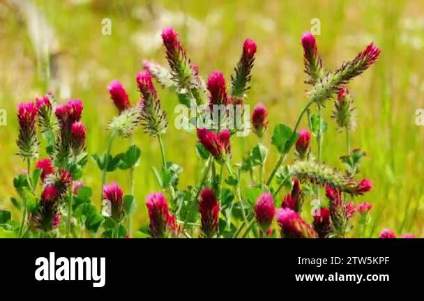 Species of clover Stock Videos & Footage - HD and 4K Video Clips - Alamy