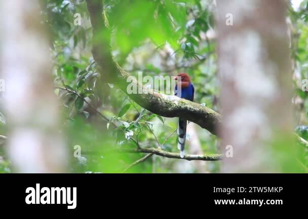 Magpie india Stock Videos & Footage - HD and 4K Video Clips - Alamy