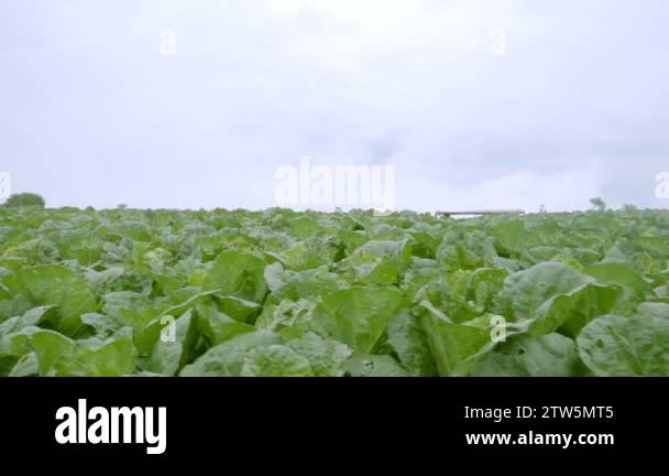 Chinese cabbage field Stock Videos & Footage - HD and 4K Video Clips ...