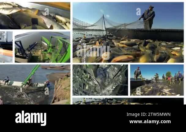 Fishing Industry - Conceptual Video Animation. Fish Pond Harvesting ...