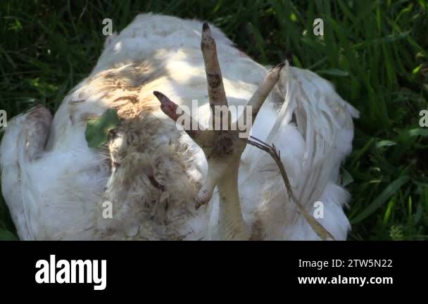 Chicken head cut out Stock Videos & Footage - HD and 4K Video Clips - Alamy