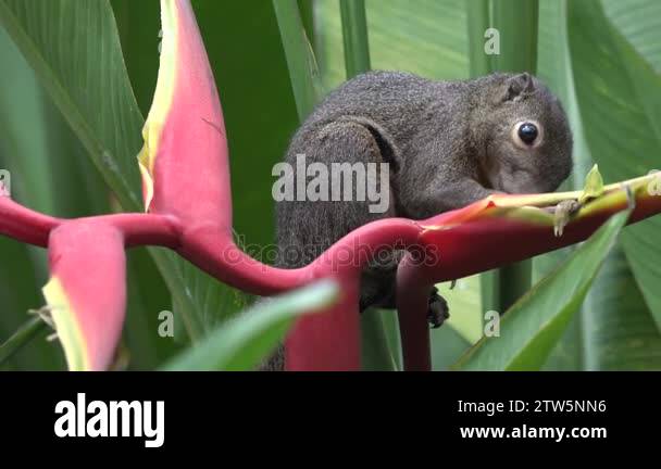 Tropical squirrel Stock Videos & Footage - HD and 4K Video Clips - Alamy
