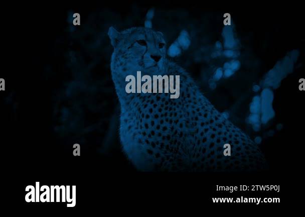 Cheetah jungle Stock Videos & Footage - HD and 4K Video Clips - Alamy
