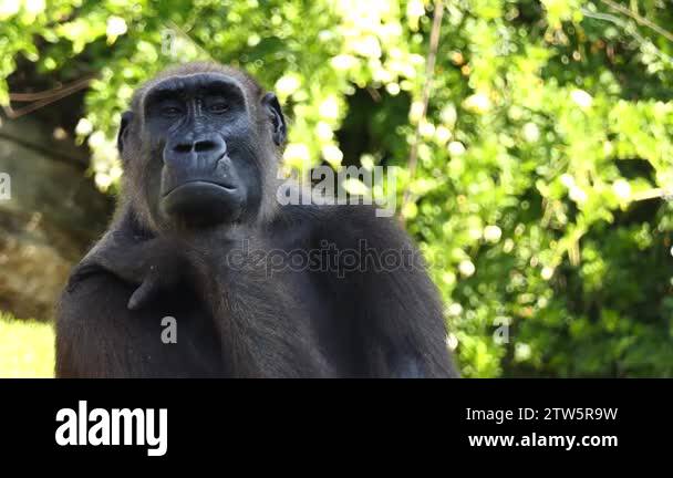 Gorillas are ground-dwelling, predominantly herbivorous apes that ...