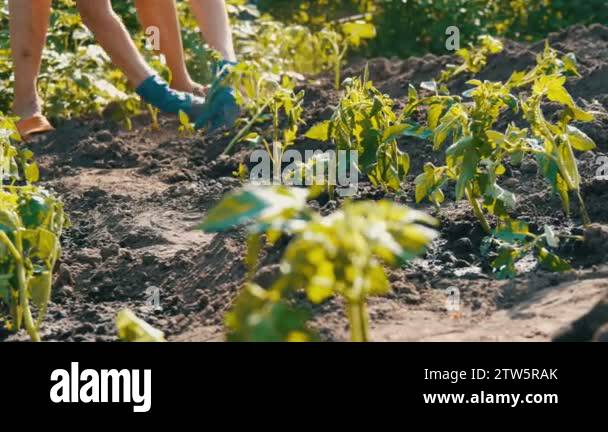 Female hands dig into the ground young tomato plant. Tomato plantation ...